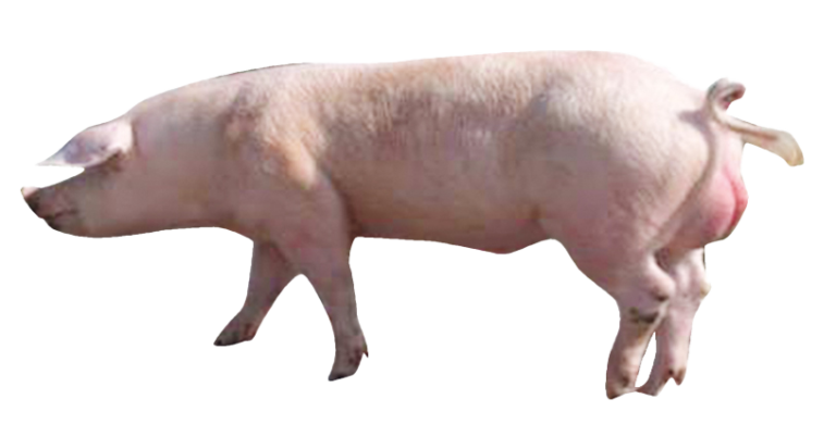 Knury – Insefarm | Inseminacja loch | nasienie knurów