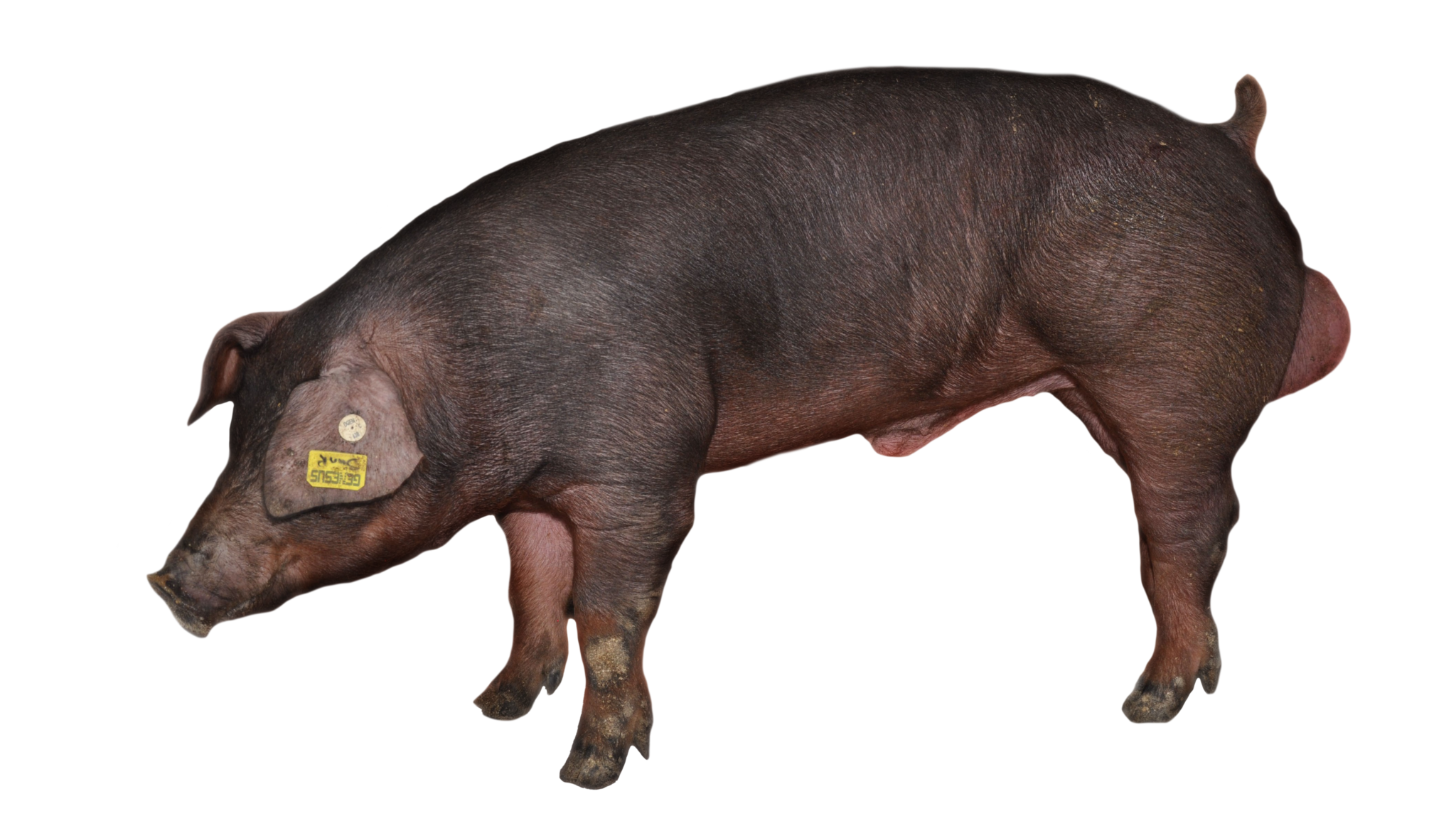 Knury – Insefarm | Inseminacja loch | nasienie knurów