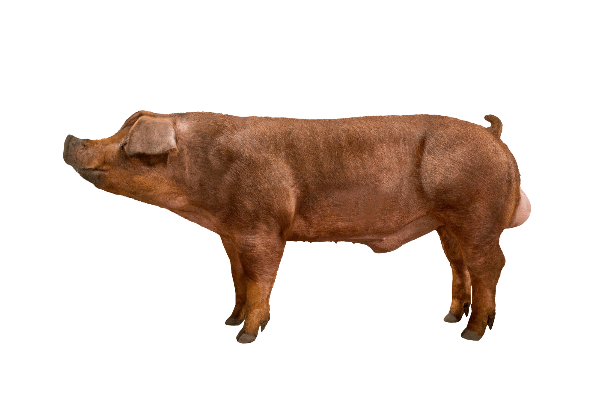 Knury – Insefarm | Inseminacja loch | nasienie knurów