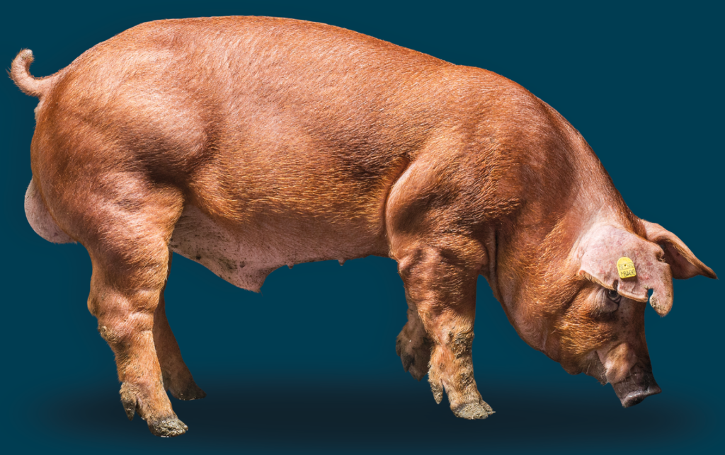 Knury – Insefarm | Inseminacja loch | nasienie knurów